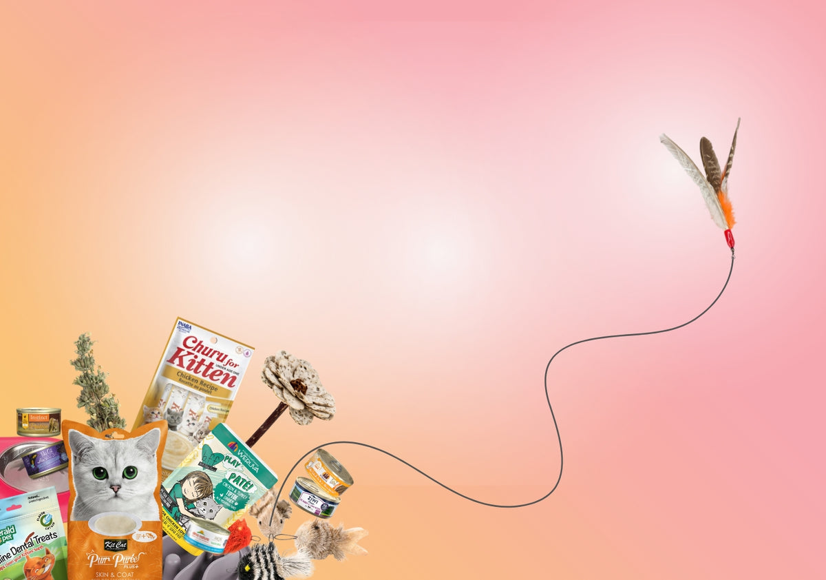 Online Cat Store Canada - Best Cat – Best Cat