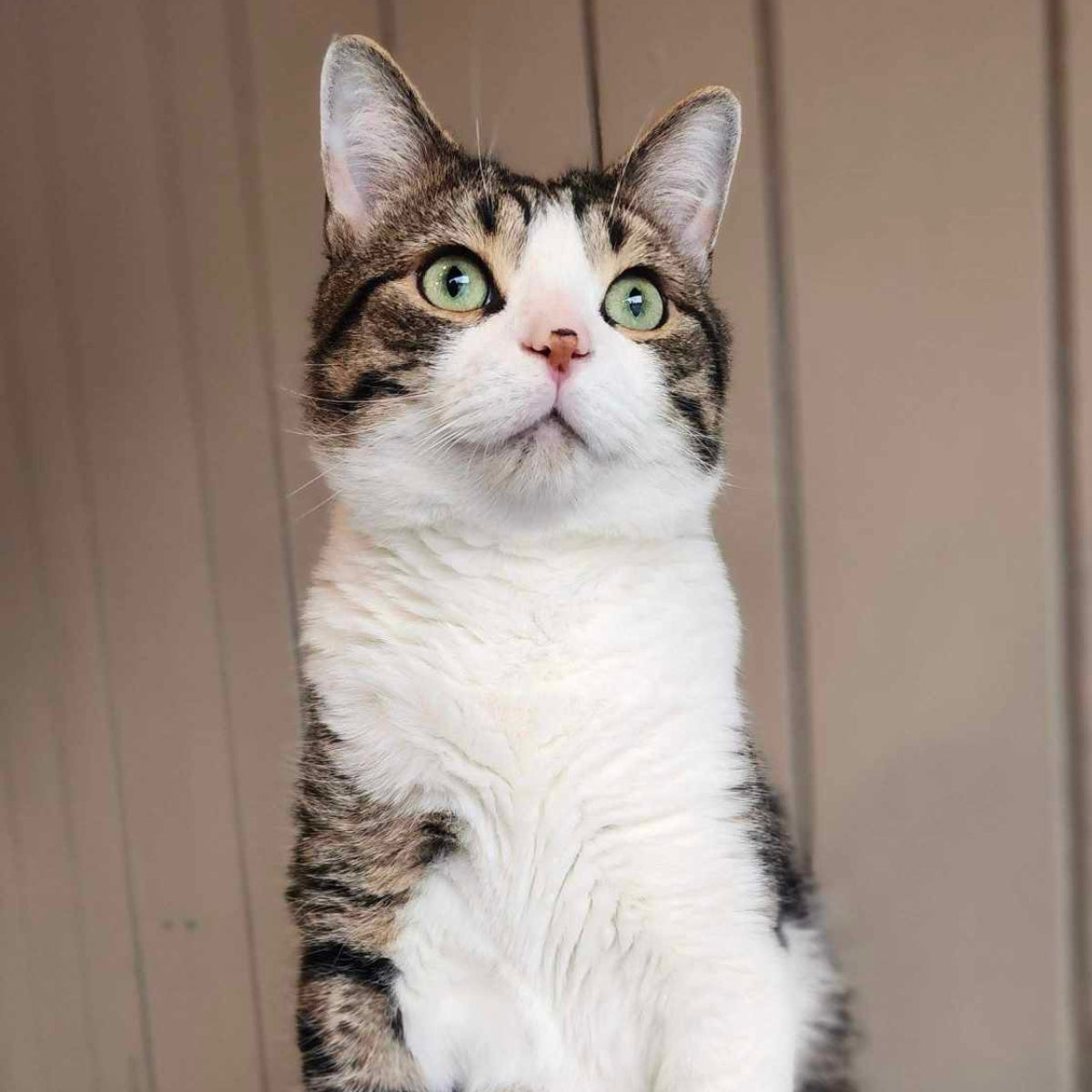 Cat & Kitten Adoptions | Best Cat Burlington